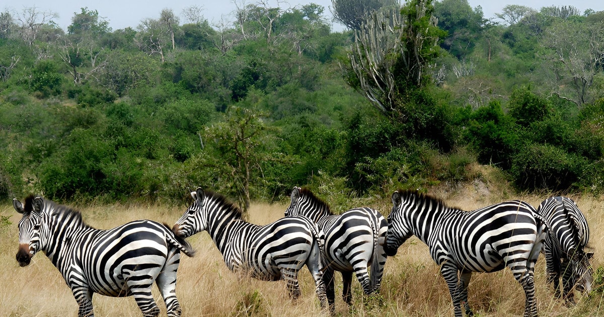 Lake Mburo National Park with Equator, Game drive and Cruise | GetYourGuide