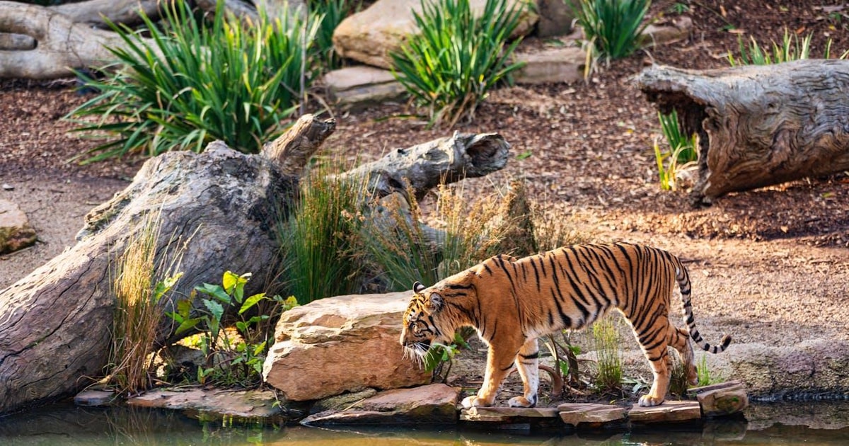 From Delhi: 4-Day Tiger Safari and Golden Triangle Tour | GetYourGuide