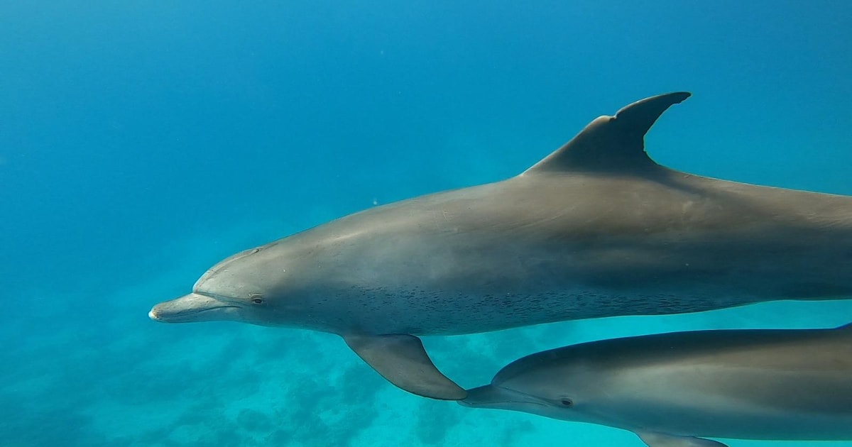 Hurghada: Private Yacht mit Delfin, Schnorcheln & Insel | GetYourGuide