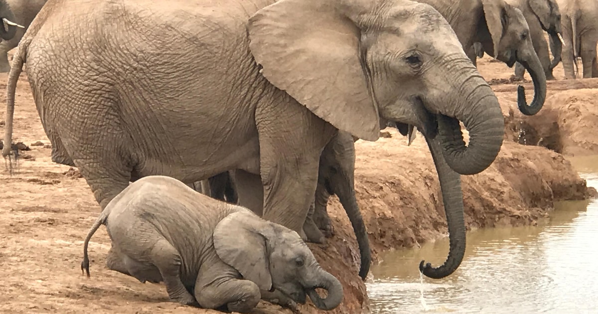 Full-Day All Inclusive Safari with Traditional Braai Lunch | GetYourGuide