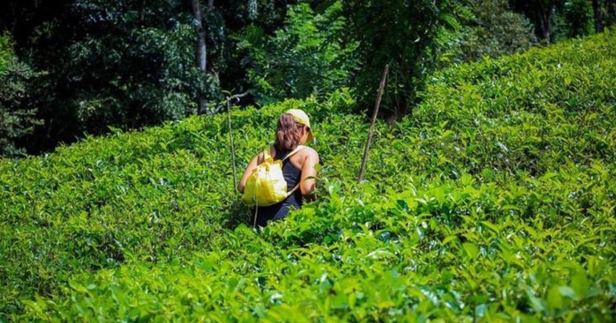 Kandy: 2 Day All-Inclusive Tea Plantation Adventure! | GetYourGuide