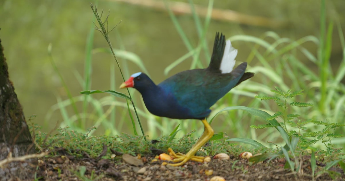 Uvita: Bird Watching Tour | GetYourGuide