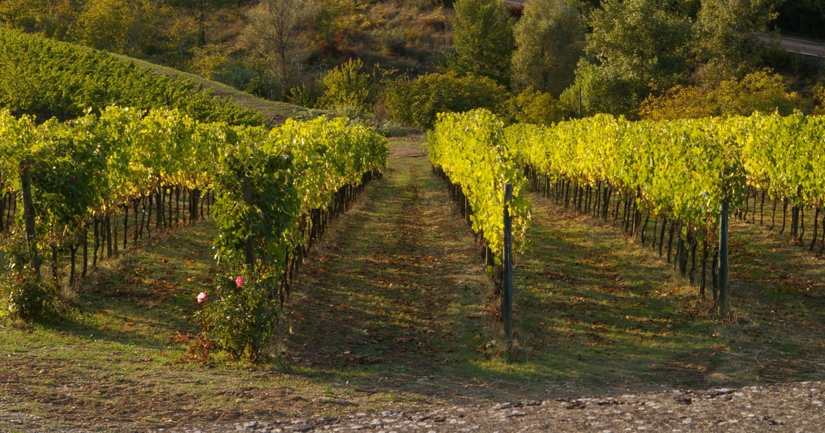 Chianti, Siena, S. Gimignano & Wine Tasting Private Tour | GetYourGuide