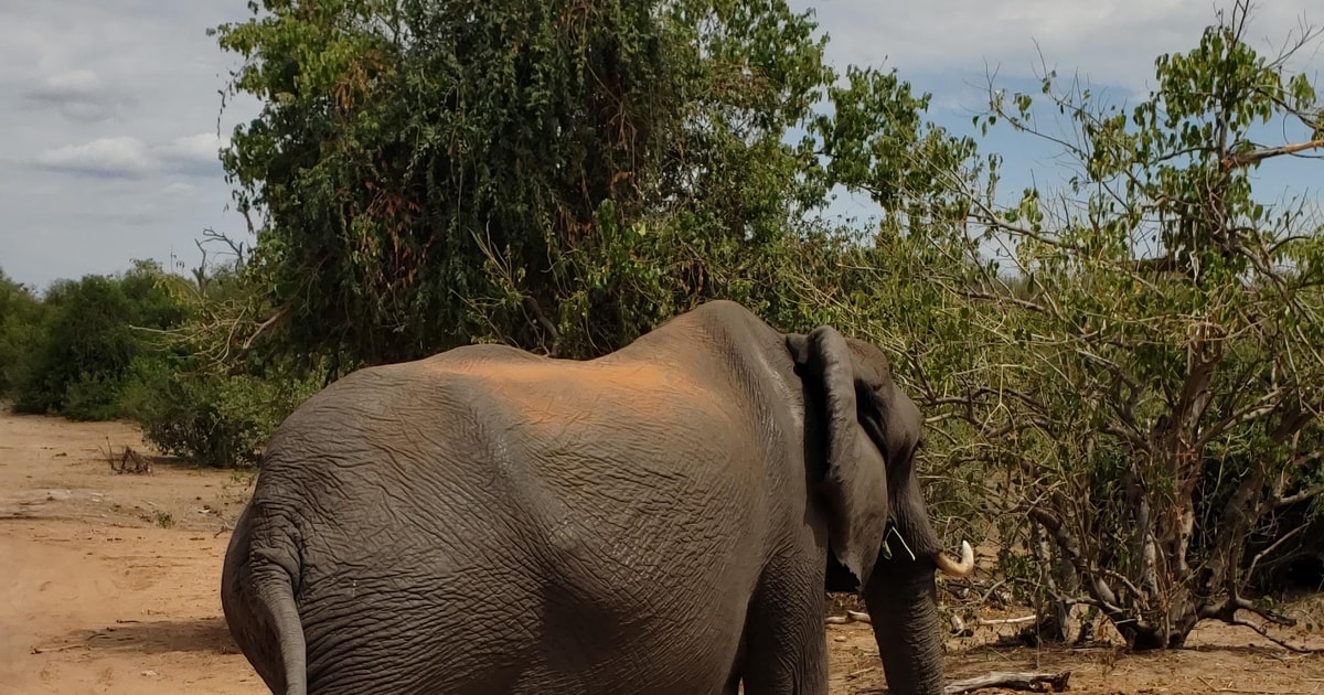 CHOBE DAY TRIP | GetYourGuide