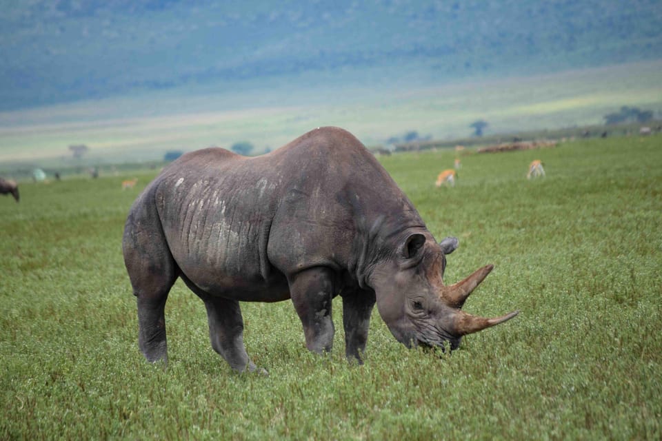 Dar es Salaam: 5-Day Wildlife and Culture Tanzania Safari | GetYourGuide