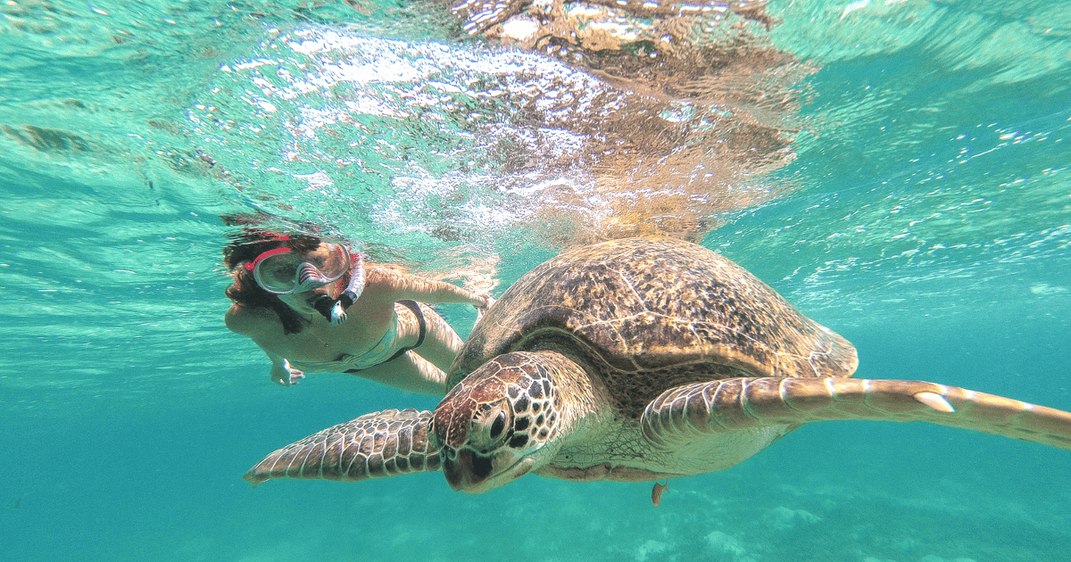 Vanuit Tulum: Tulum, Cenote en schildpaddenzwemtour in Akumal ...