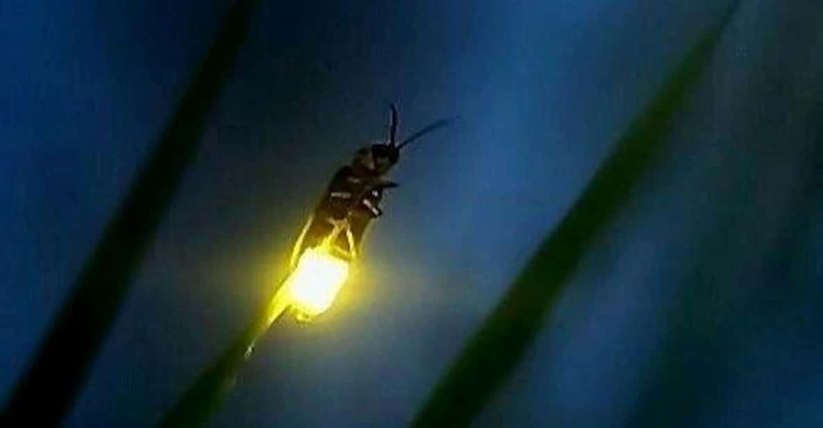 Puerto Princesa: Firefly Watching Tour with Dinner & Drinks | GetYourGuide