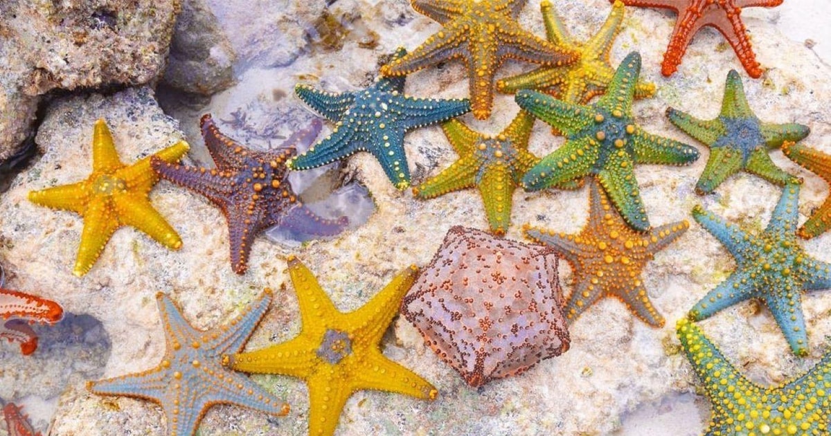Starfish Adventure, Kuza Cave, Jozani Forest, Cooking Class | GetYourGuide
