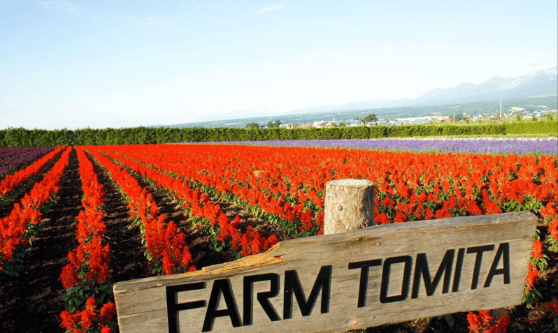 Hokkaido Asahiyama Zoo, Biei, Aoike, Elf Terrace Day Tour | GetYourGuide