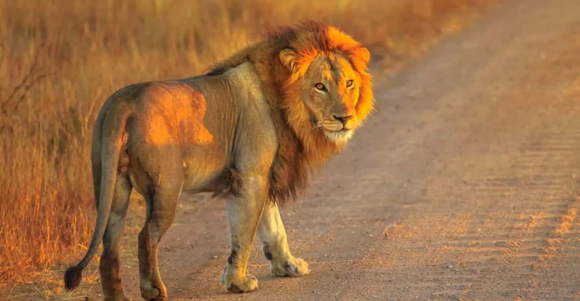 Cape Town: Privat Aquila Reserve-safari med frokost på vingård ...