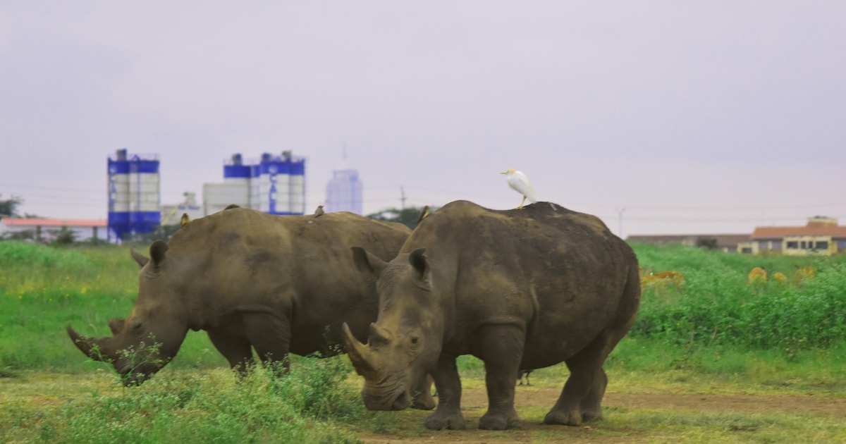 Nairobi: Tour de medio día por el Parque Nacional | GetYourGuide