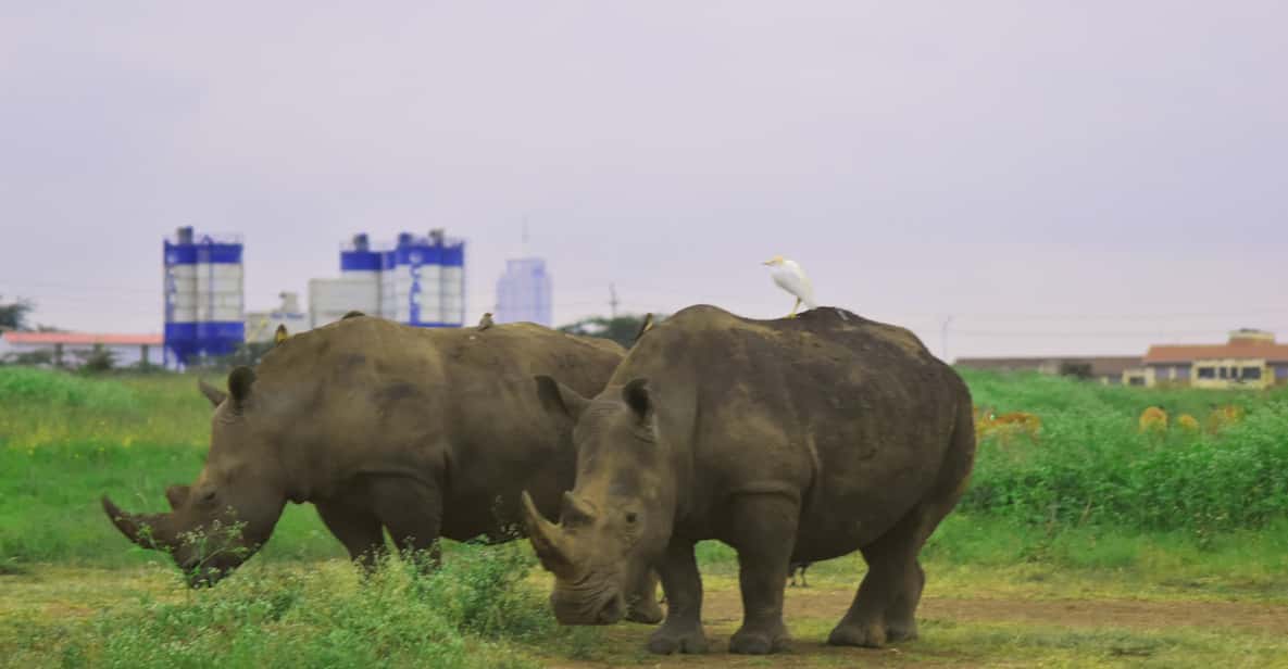 Nairobi: National Park Half-Day Tour | GetYourGuide