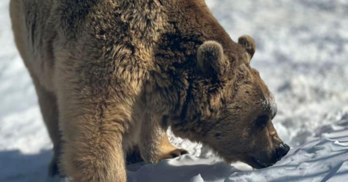 Tbilisi: Sabaduri-bos en kroniekentour met wilde dieren | GetYourGuide