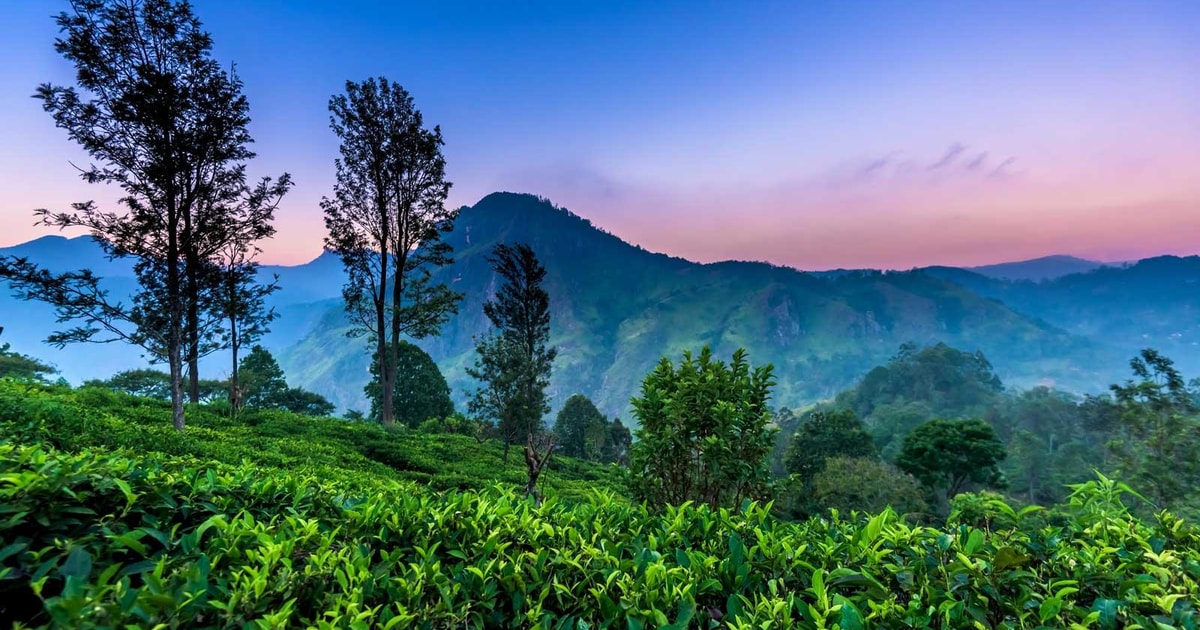 From Kandy to Nuwaraeliya or Nanu Oya Train Station Transfer | GetYourGuide