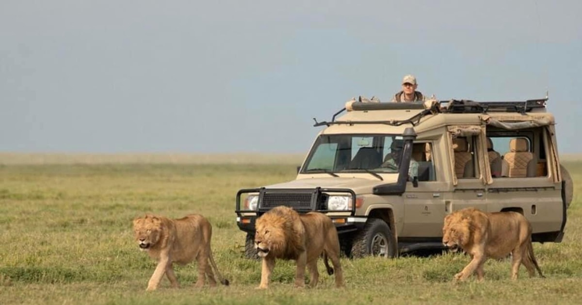 Épico safari de 10 días por Kenia: Aventura de Masai Mara a Amboseli ...