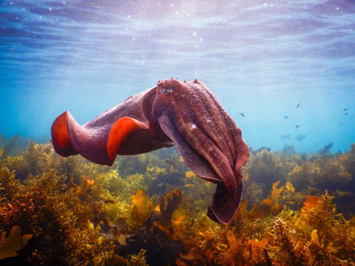 Snorkeling Tour: Discover Sydney’s impressive sea life | GetYourGuide
