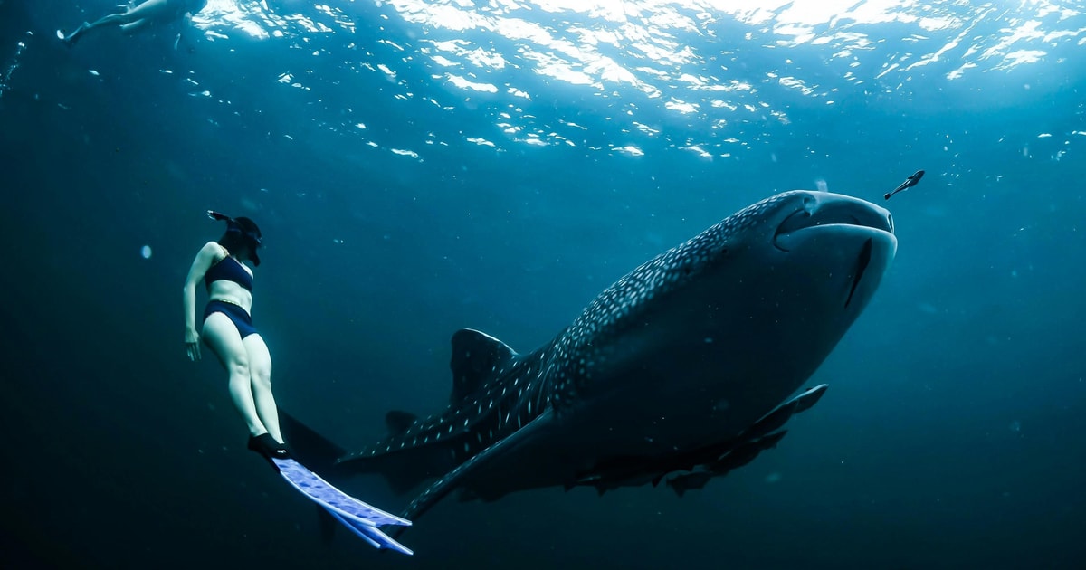Cebu:Oslob WhaleSharkWatching,Kawasan Canyoneering | GetYourGuide