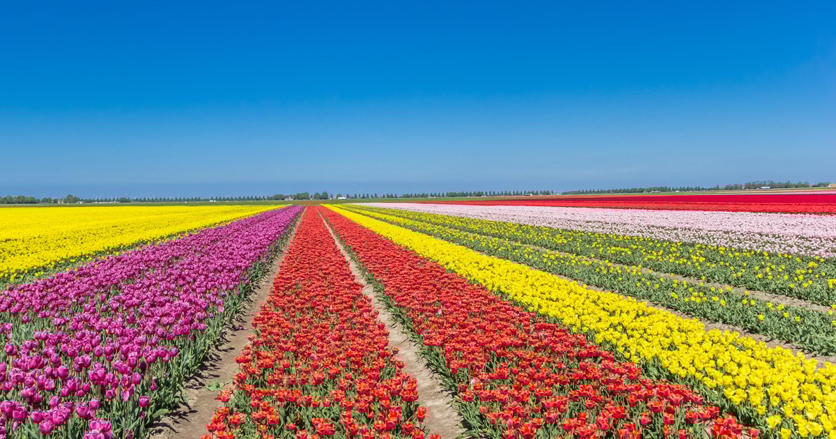 Von Amsterdam aus: die berühmte Tulpenroute Tour | GetYourGuide