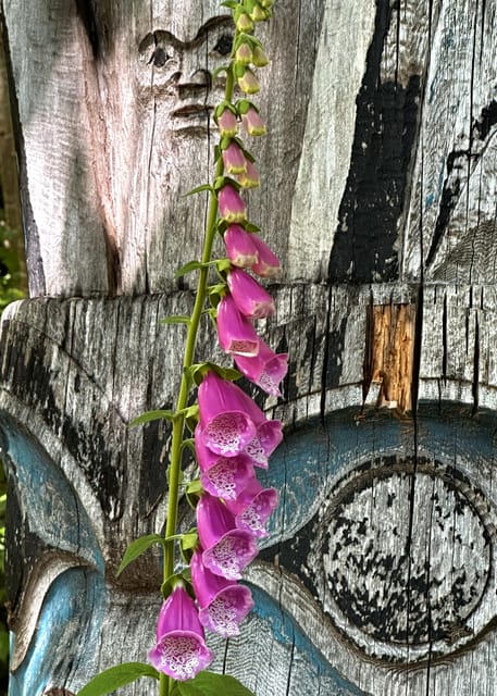 Ketchikan Photo Safari | GetYourGuide