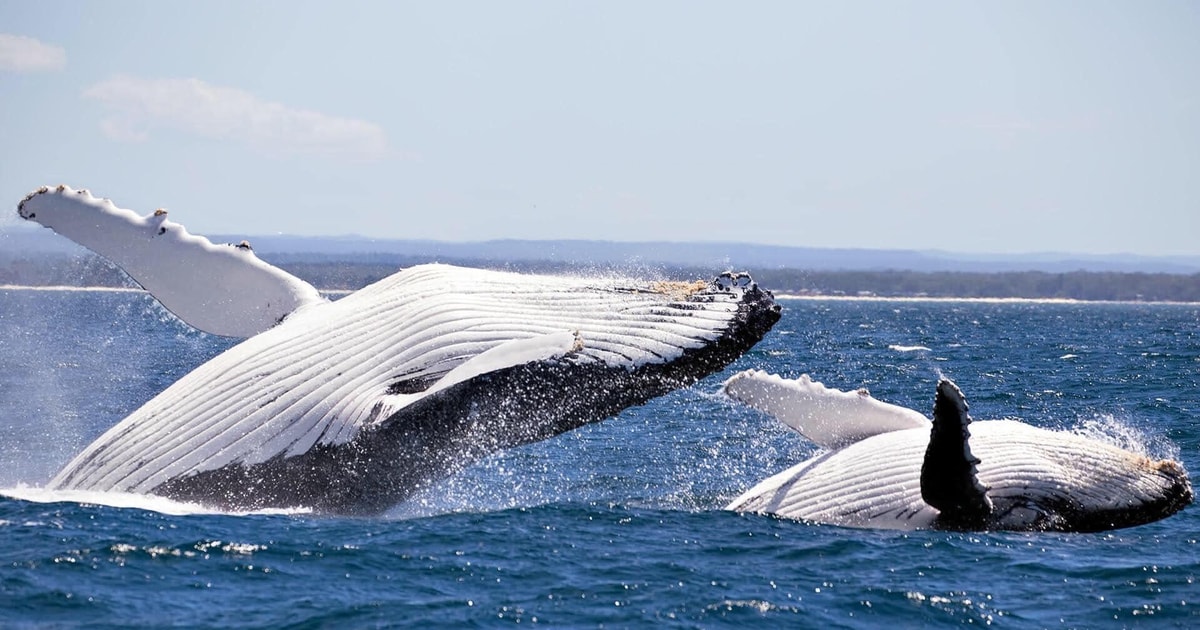 Trincomalee: Hval- og delfinsafari + tur til Pigeon Island | GetYourGuide