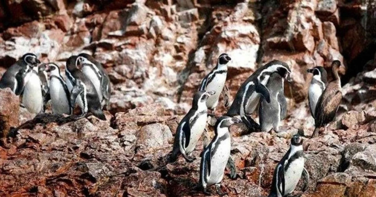 Observation of Marine Fauna in Ballestas Islands | GetYourGuide