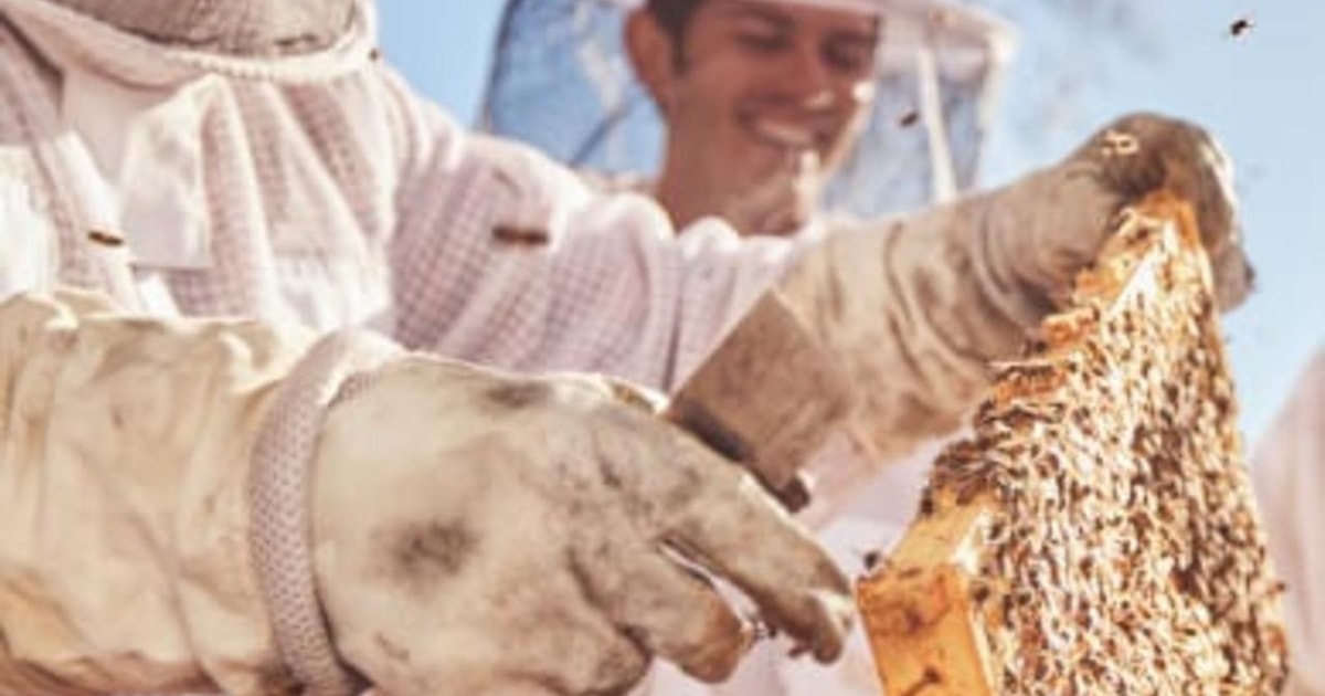 Bowral: Honey Tasting and Hive Opening with Morning Tea | GetYourGuide