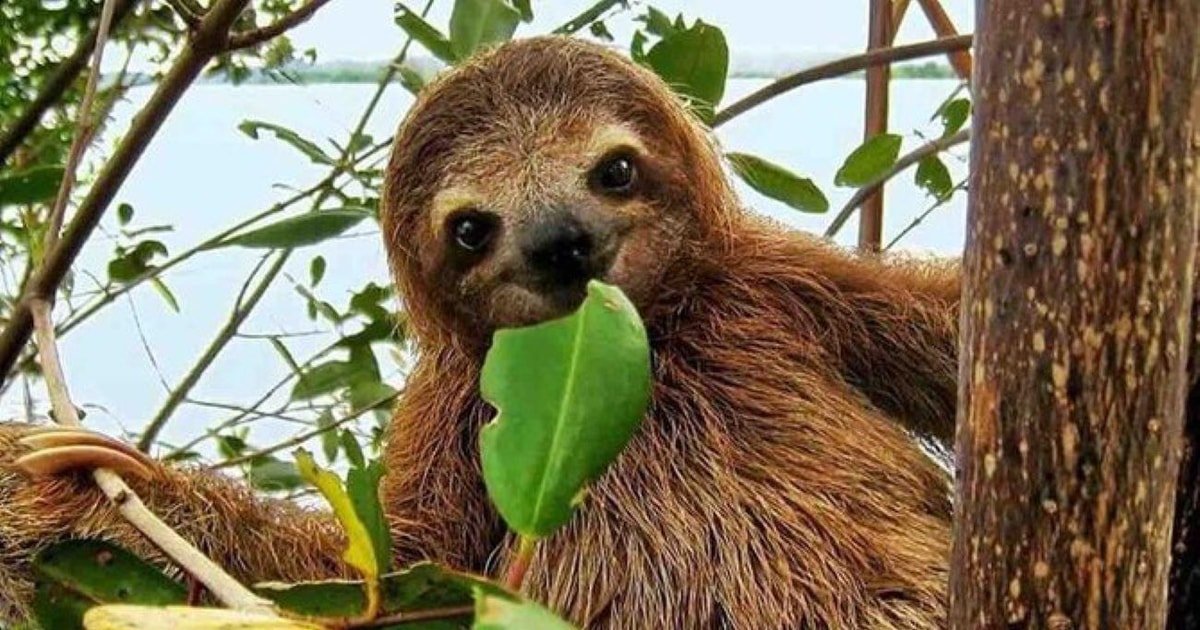 Panama City: Gamboa Aerial Tram & Sloth Sanctuary Tour | GetYourGuide