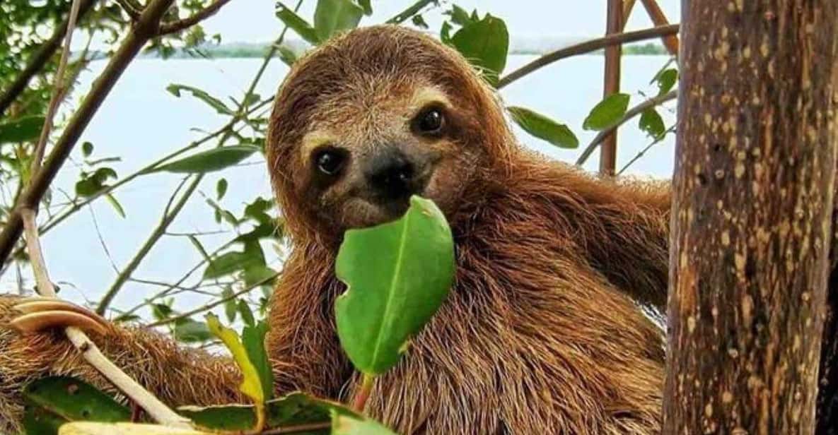 Panama City: Gamboa Aerial Tram & Sloth Sanctuary Tour | GetYourGuide