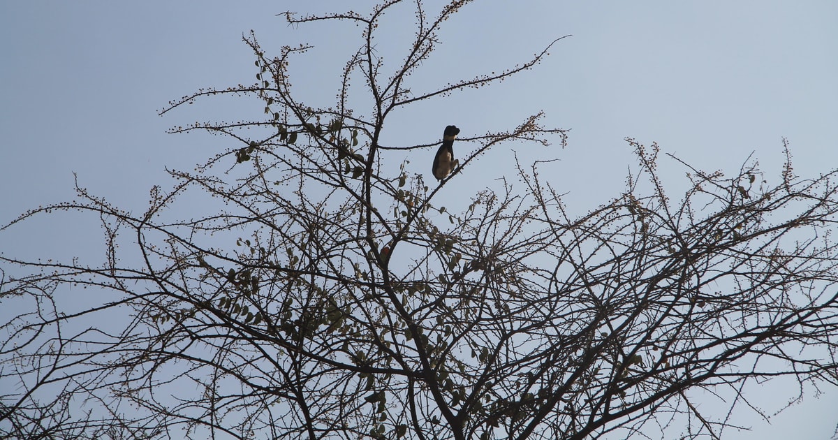 Addis Abeba: 8-tägige Vogelbeobachtungstour im Bale-Gebirge | GetYourGuide