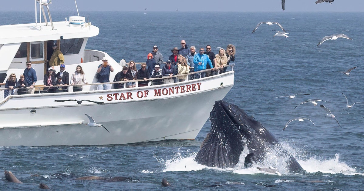 Monterey: tour in barca per l'osservazione di delfini e balene nella ...