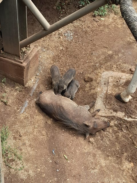 Giraffe center, David Sheldrick and Kobe Beads Tour | GetYourGuide