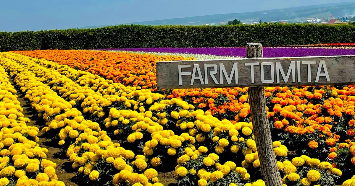 Hokkaido Furano Tomita Farm Tour mit Melonenbuffet Option | GetYourGuide