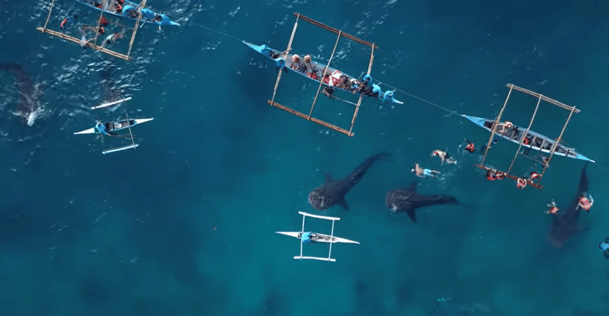 Cebu: Whale Shark Swim and Kawasan Canyoneering Group Tour | GetYourGuide