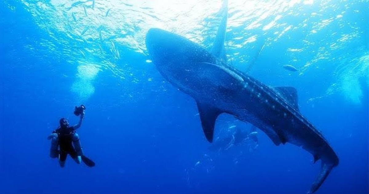 Oslob: Immersioni con gli squali balena | GetYourGuide