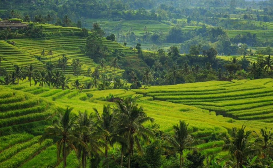 Ubud Bliss Tour - Rice terrace, monkey forest, infinity pool | GetYourGuide