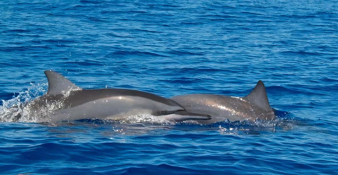 Dive into the Ultimate Dolphin Experience in Mauritius | GetYourGuide
