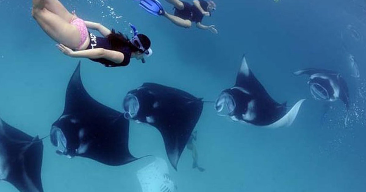 Nusa Penida: Tour Island and Snorkeling with Manta Rays | GetYourGuide