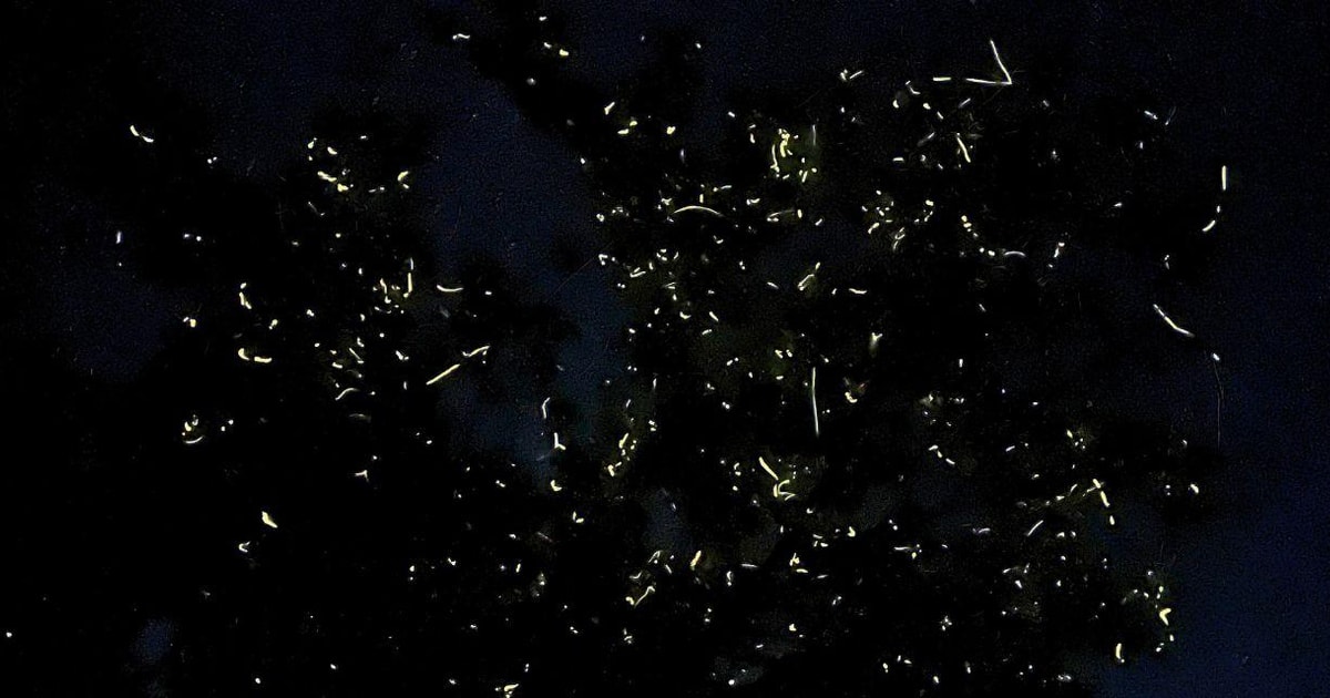 Bohol Loboc Firefly Watching Gemeinsame Tour | GetYourGuide