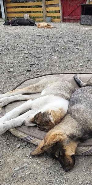 Skagway: Klondike Highway & Yukon Bus Tour with Husky Kennel | GetYourGuide