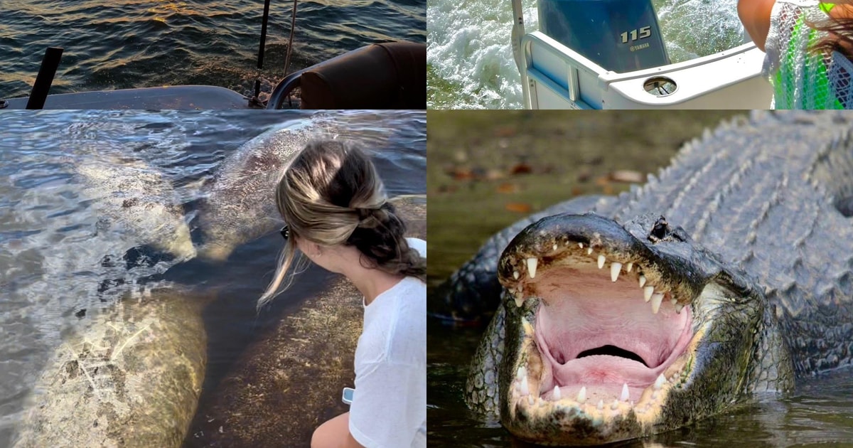 Naples, FL: Peixe-boi, golfinho e cruzeiro ao pôr do sol nas 10.000 ilhas | GetYourGuide