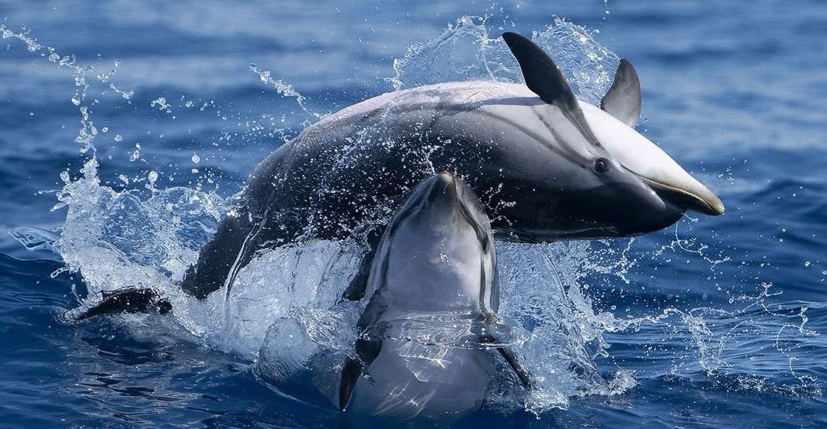 Caves & Dolphins - Combined Trip | GetYourGuide