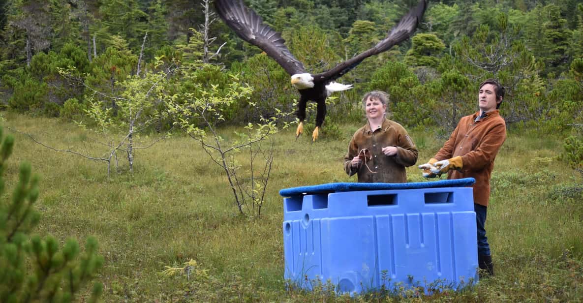 Sitka: Alaska Raptor Center Admission Ticket | GetYourGuide