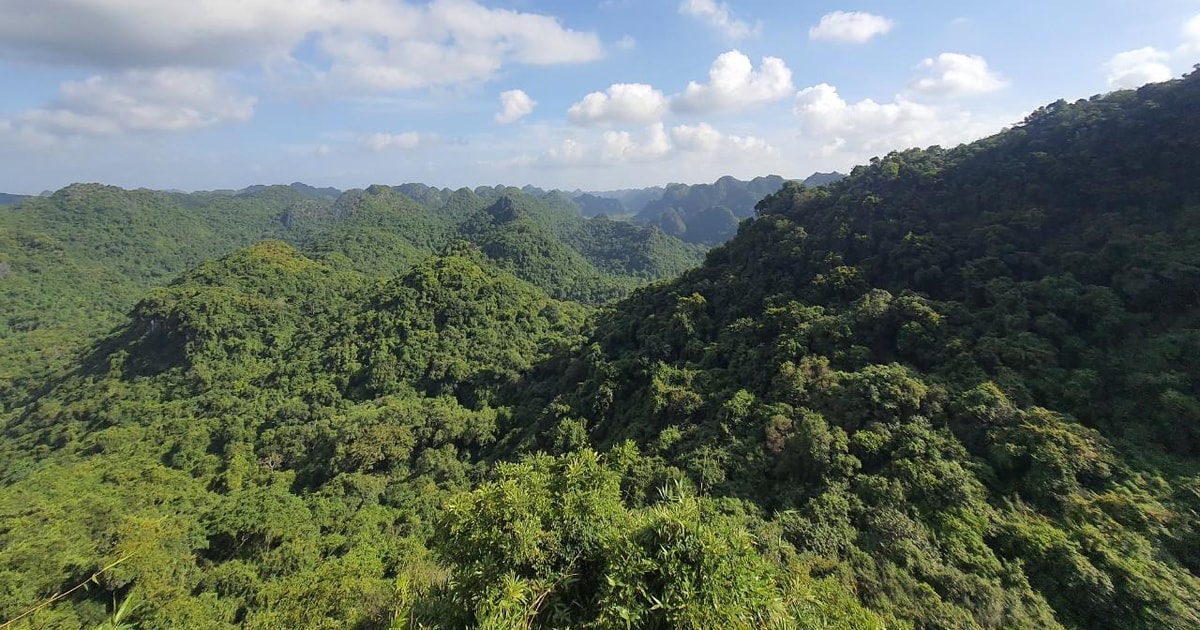 Cat Ba: Half Day Hike to Cat Ba National Park with a Guide | GetYourGuide