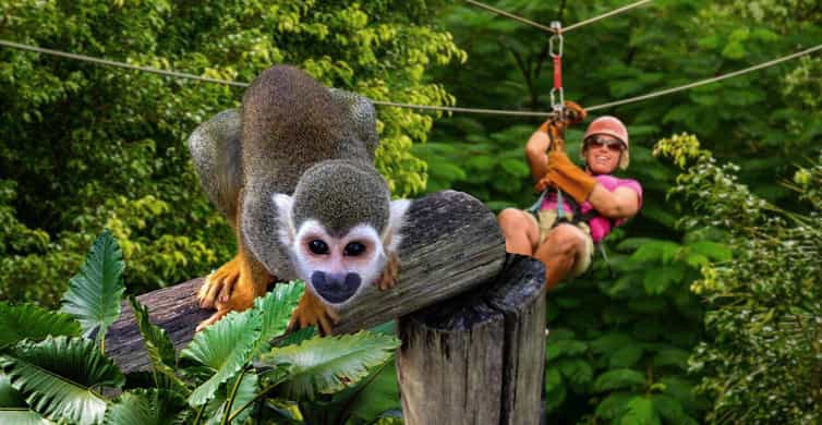 Monkeyland Punta Cana Natural Jungle and Guided Safari Tour | GetYourGuide