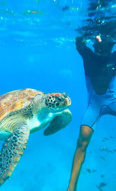 Snorkel and swim with sea turtles | GetYourGuide