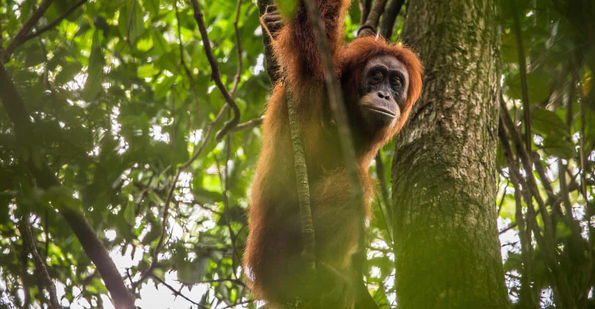 Vanuit Medan: Mount Leuser Nationaal Park Orang Oetan Reis | GetYourGuide