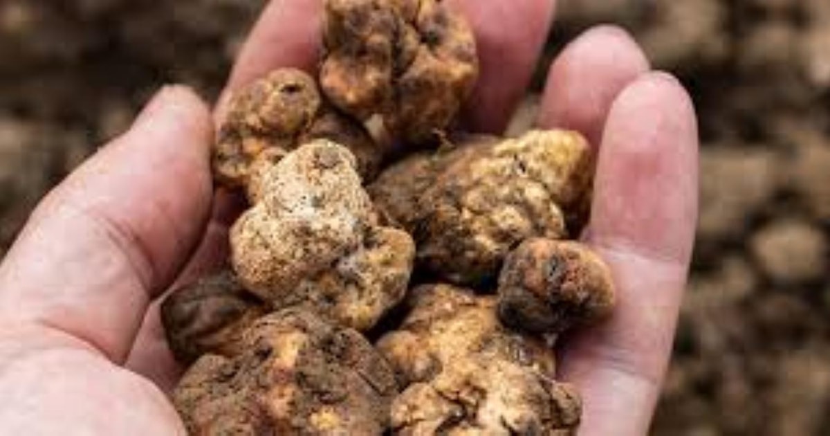 Truffle experience from Naples and Salerno | GetYourGuide