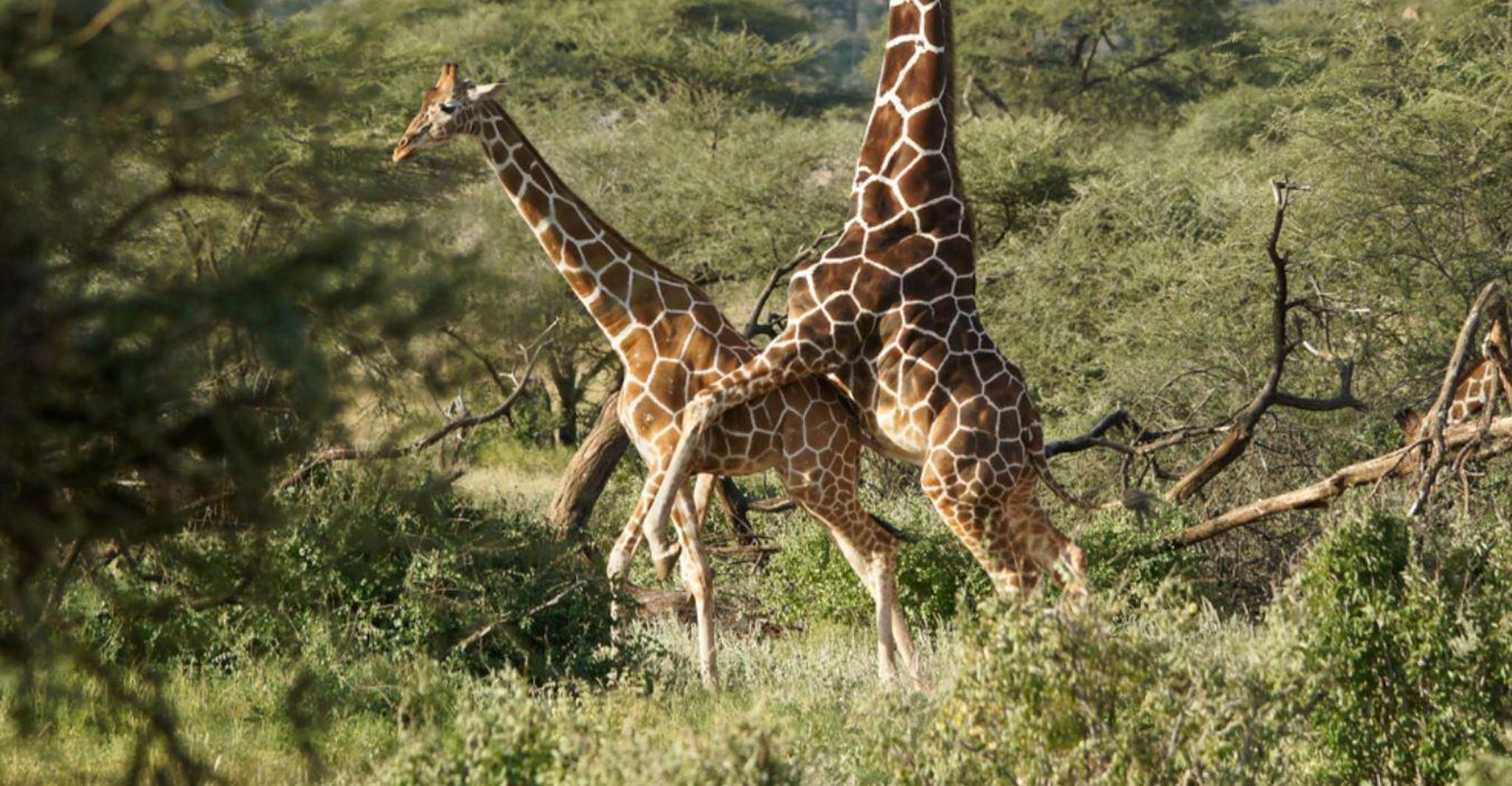 Tala Game Reserve & Natal Lion Park 1/2 Day Tour from Durban | Day Trip ...