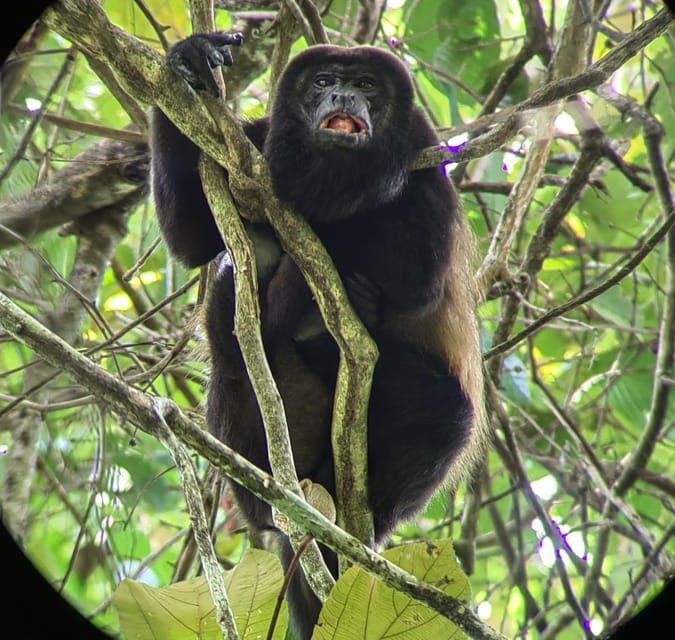 Parco Nazionale Manuel Antonio; tour a piedi per avvistare gli animali ...