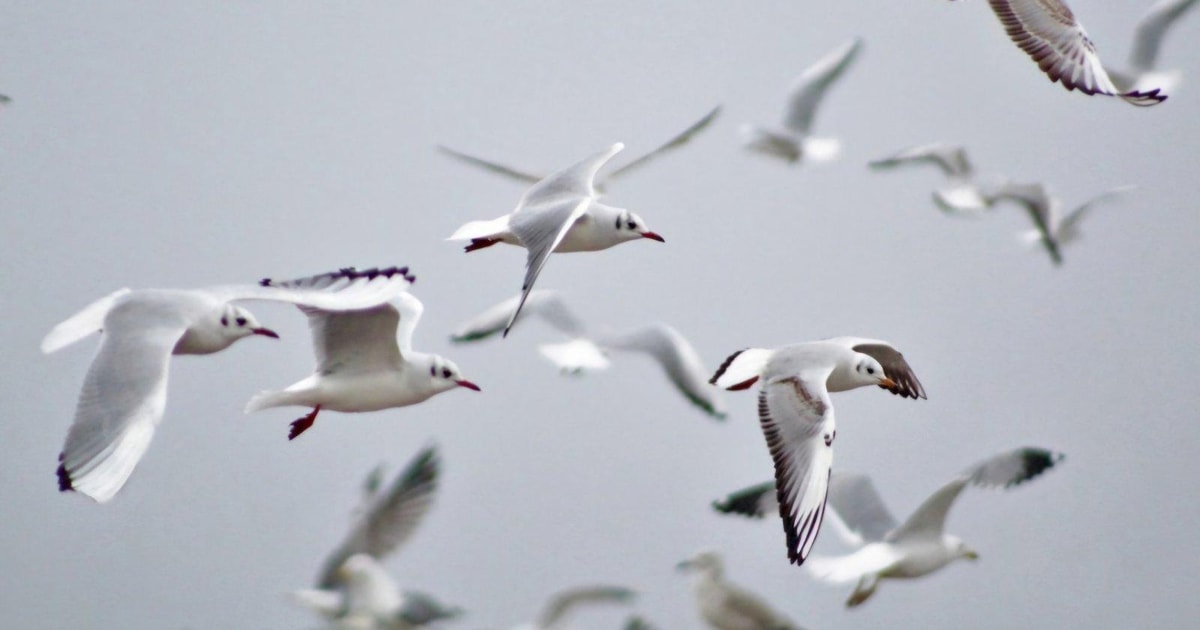 Montenegro: Morača River and Lake Skadar Boat Tour | GetYourGuide
